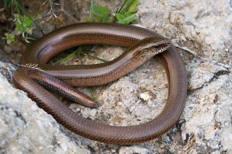 Anguis Fragilis, De Adderhagedis, is Een Pootloze Hagedis Die Inheems ...