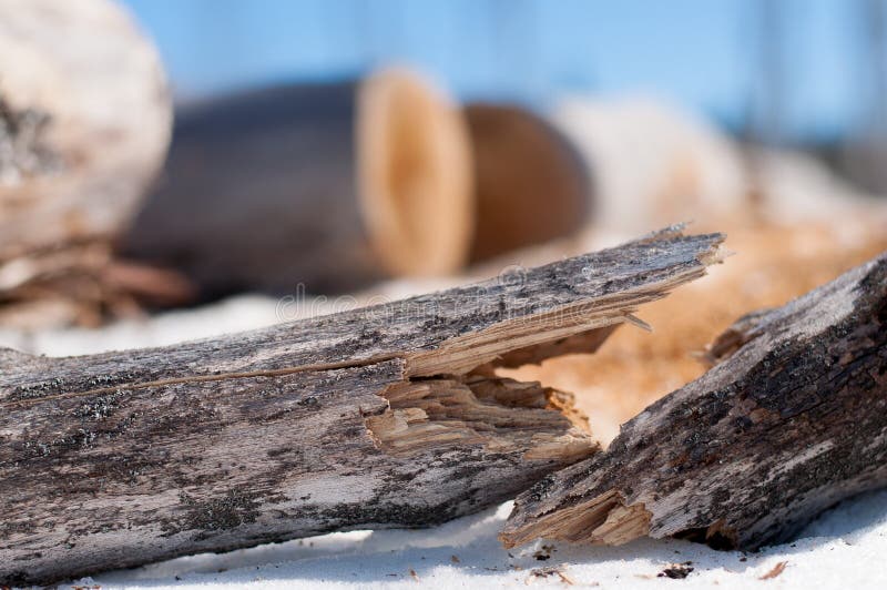 Fragility of nature stock image. Image of wood, moment - 151085135