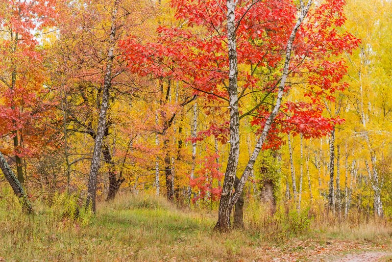 Fragment of the Autumn Deciduous Forest Stock Photo - Image of season ...