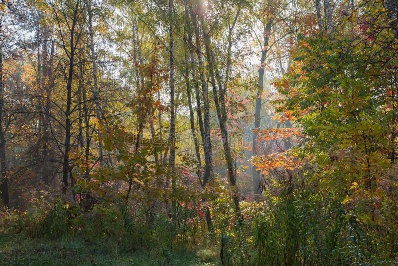 Fragment of the Autumn Deciduous Forest Stock Photo - Image of forest ...