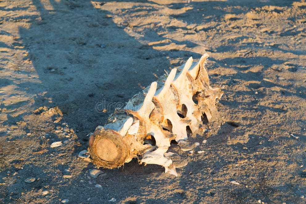 Fragment of a Backbone of a Whale Stock Photo - Image of bone, skeleton ...