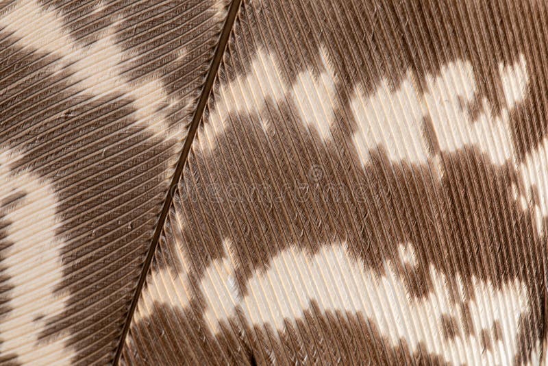 Fragment of Bird Feather. a Feather Texture, Macro. Spots and Brown of ...