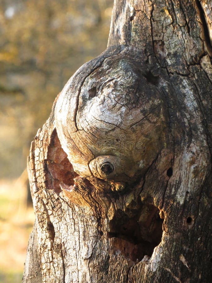 Broken tree part piece stock image. Image of forest - 110705021