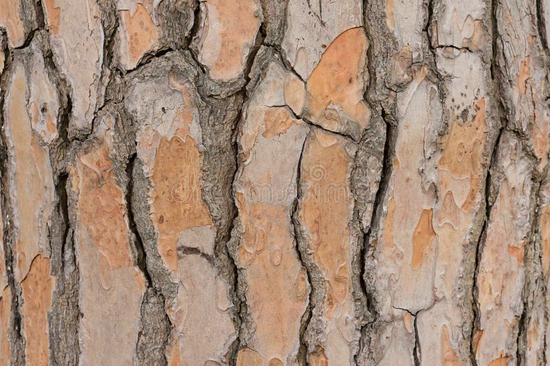 Large Tree Bark Skin Peeling Stock Photo - Image of background, photo ...