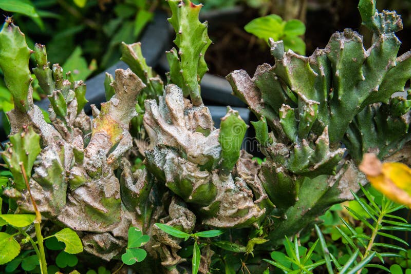Fragment of Cactus with Sick Leaves Due To Bad Environment Stock Image ...