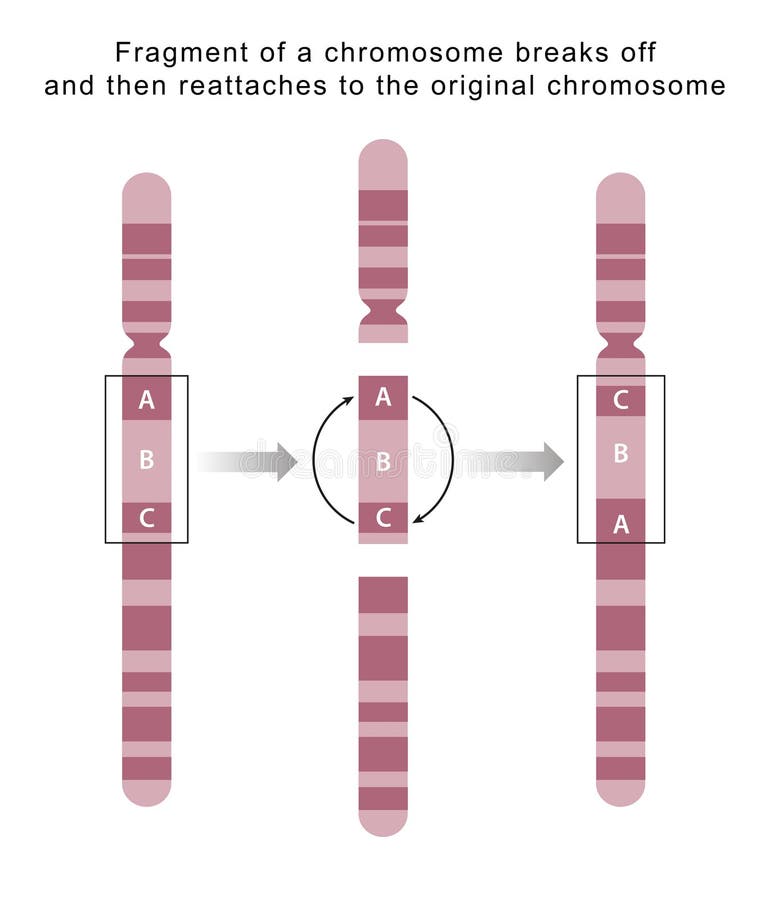 Broken Chromosome Stock Illustrations – 160 Broken Chromosome Stock ...