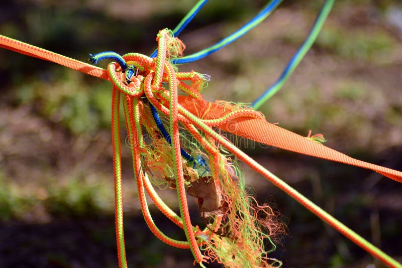 Color Rope Tied To a Tree. Trees and Ropes Stock Image - Image of ...