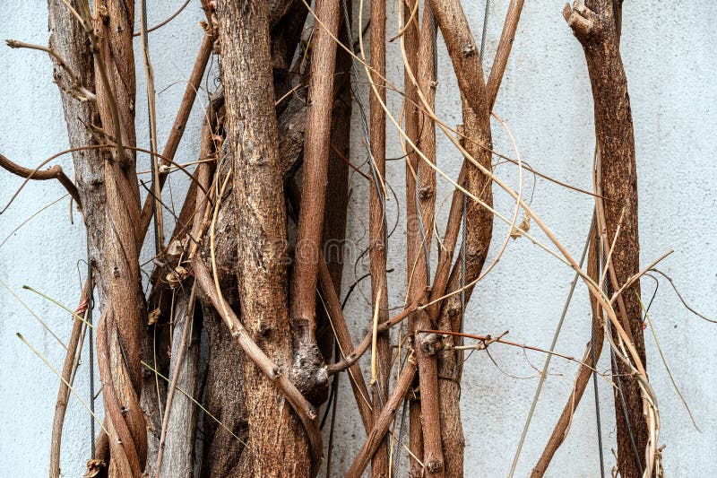 Fragment of Decorative Vines Stock Photo - Image of botany, pattern ...