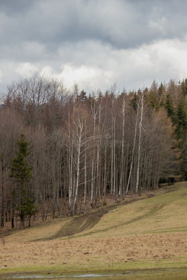 A Fragment of the Edge of the Forest Overgrown with Birches Stock Image ...