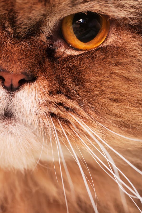 Fragment of the Face of the Persian Cat Close Up. Stock Image - Image ...