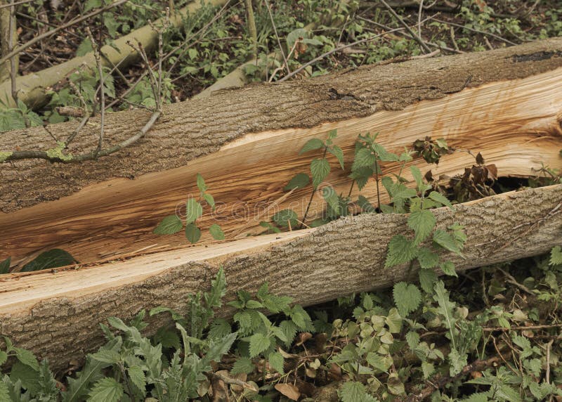 Fragment of a Fallen Tree during a Storm Stock Image - Image of broken ...