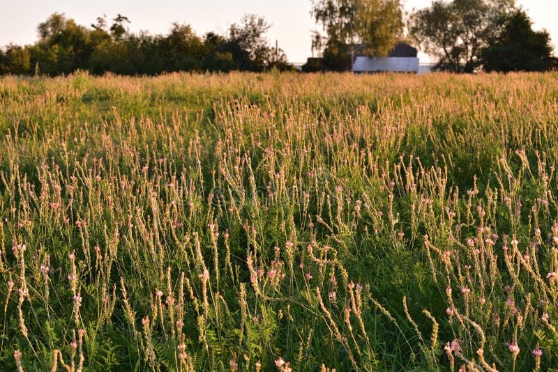 Fragment of a Field with Blooming Heather at Sunset Stock Photo - Image ...