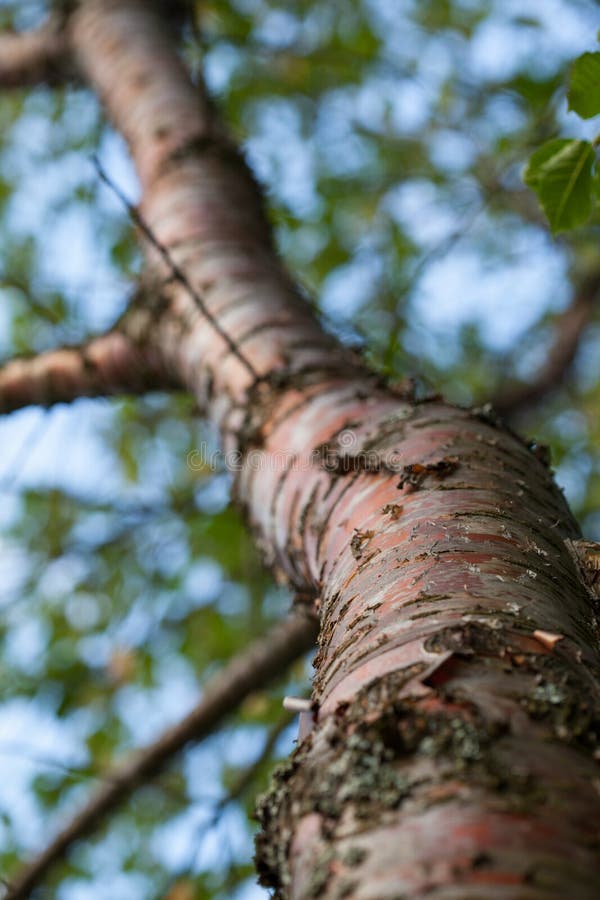 High Tree with Another Life Stock Photo - Image of plants, animals ...