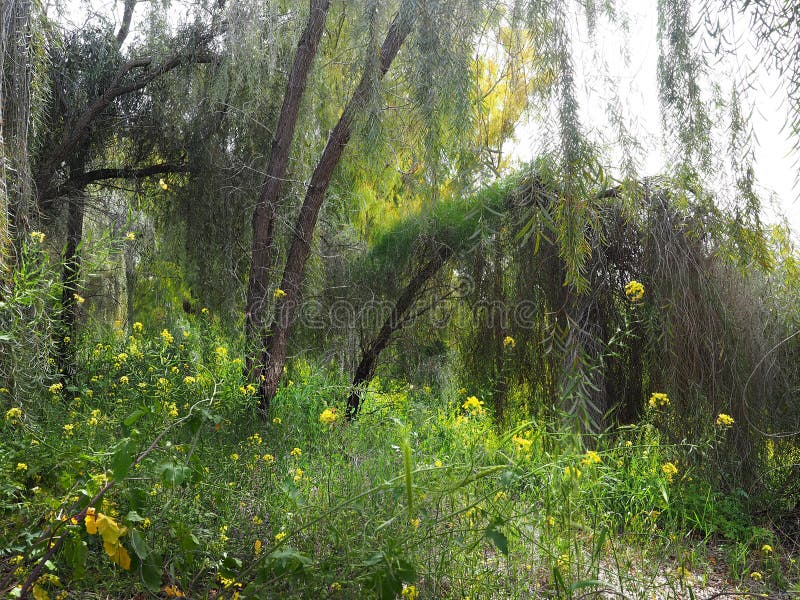 Fragment of the Israeli Forest Stock Photo - Image of east, greenery ...