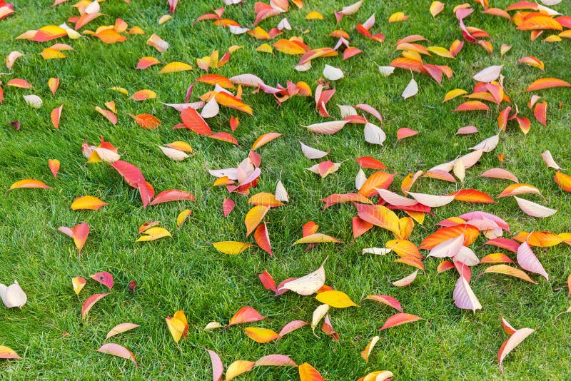 Fragment of Lawn with Low Grass and Fallen Cherry Leaves Stock Image ...