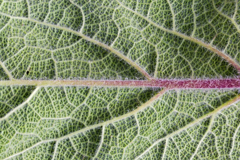 Fragment of Leaf of Herbaceous Plant with Hairs, Close-up Stock Image ...