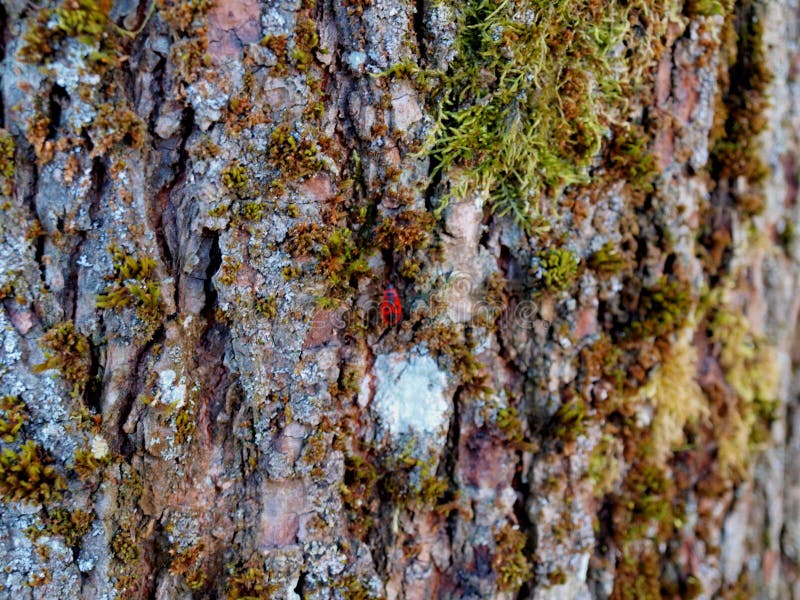 Fragment of Old Lime Bark with Green Moss Stock Photo - Image of ...