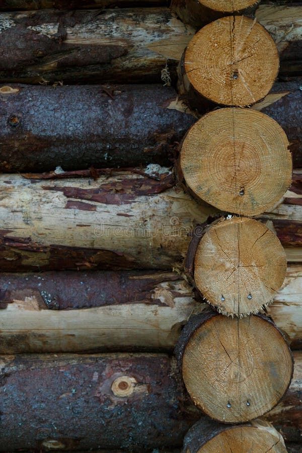 Fragment of an Old Log Wall of Raw Logs. Texture Stock Image - Image of ...