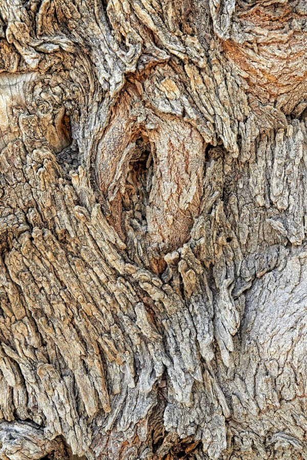 Fragment of an Old Tree Bark Stock Image - Image of texture, detail ...