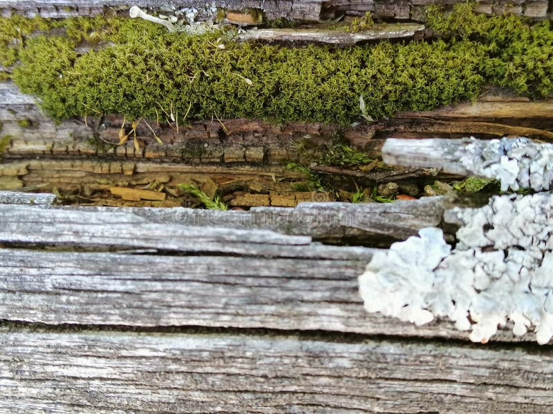 Fragment of an Old Tree with Damage and Green Moss Stock Photo - Image ...