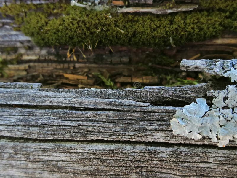 Fragment of an Old Tree with Damage and Green Moss Stock Photo - Image ...