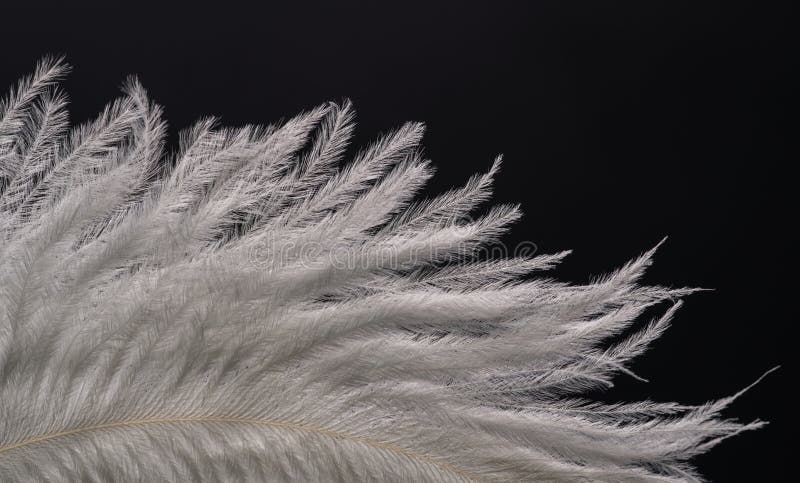 A Fragment of an Ostrich Feather with a Beautiful Structure and ...