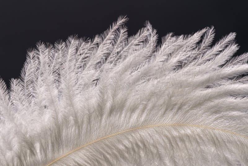 A Fragment of an Ostrich Feather with a Beautiful Structure and ...