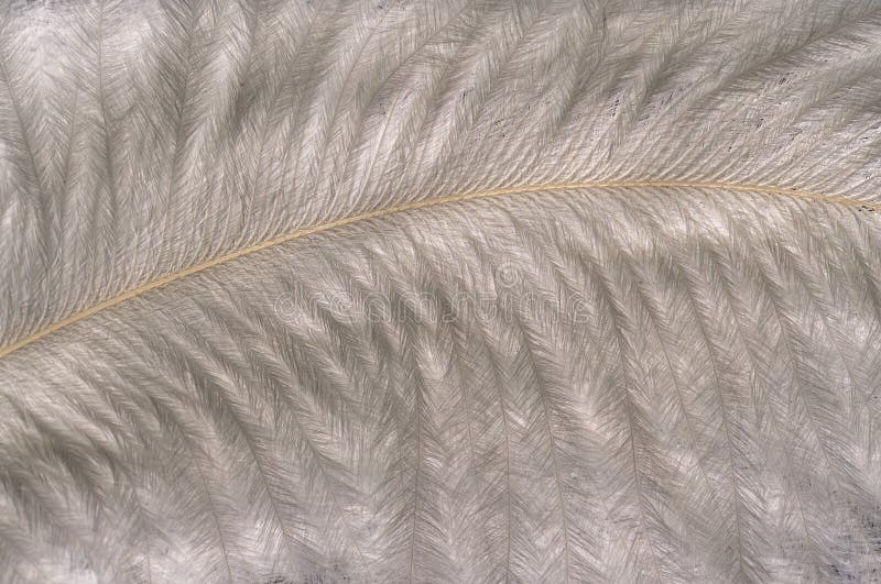 A Fragment of an Ostrich Feather with a Beautiful Structure and ...