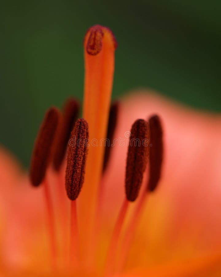 Fragment Photo of Lilly Flower, Macro Photography Stock Image - Image ...