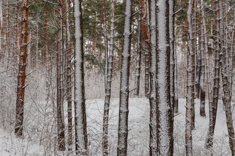 Fragment of the Pine and Deciduous Forest during a Snowfall Stock Image ...