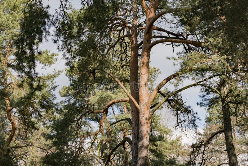 Fragment of a Pine Tree in a City Park Stock Image - Image of landmark ...