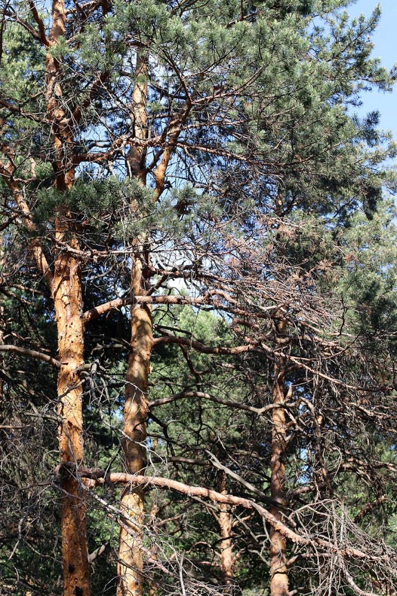 Fragment of a Pine Tree in the City Park in the Spring. Under the High ...