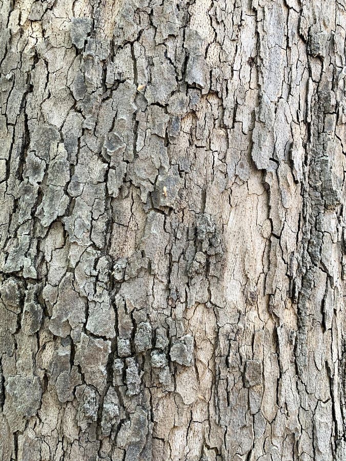 Fragment of the Plane Tree Bark Stock Image - Image of plane, rough ...