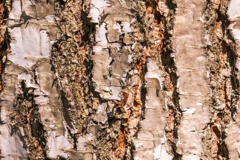 Coarse Tree Bark with Cracks Stock Image - Image of design, line: 124211195