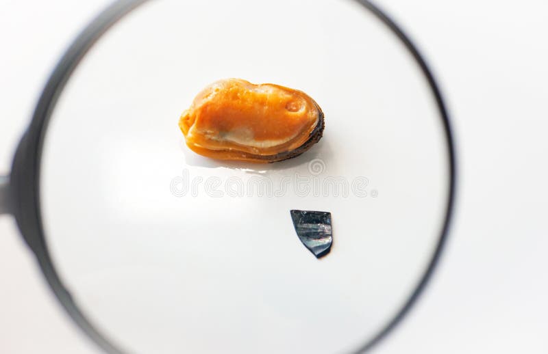 Magnifying Food Plate Stock Photos - Free & Royalty-Free Stock Photos ...