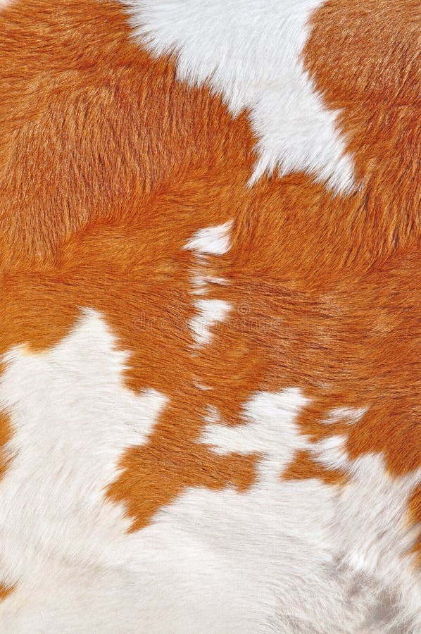 Cow skin stock photo. Image of animals, natural, white - 6510596