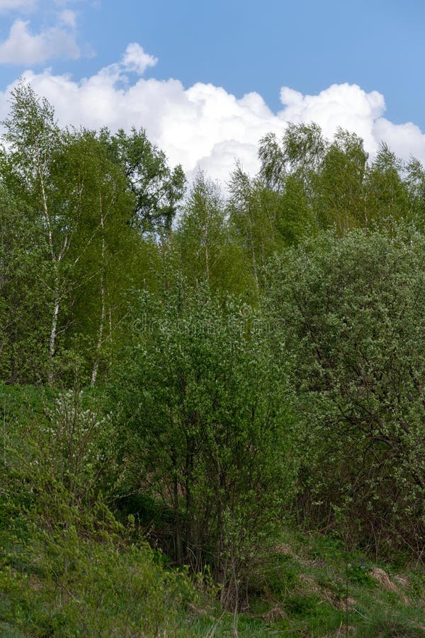 Fragment of Spring Park with Different Trees Stock Photo - Image of ...