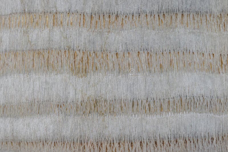 Fragment of Striped Bark of Palm Tree Trunk. Background, Texture, Full ...