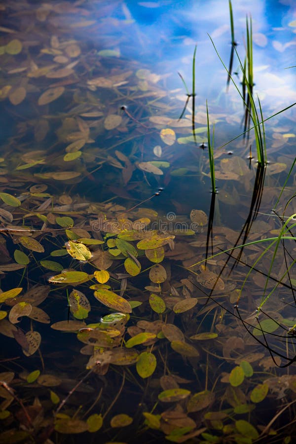 A Fragment of the Surface of a Forest Pond with a Reflection of the Sky ...