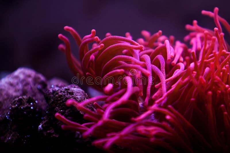 A Fragment of the Tentacles Polyp Stock Image - Image of shape, vibrant ...
