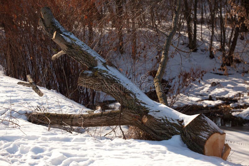 Fragment of tree stock photo. Image of wood, winter, landscape - 85790698