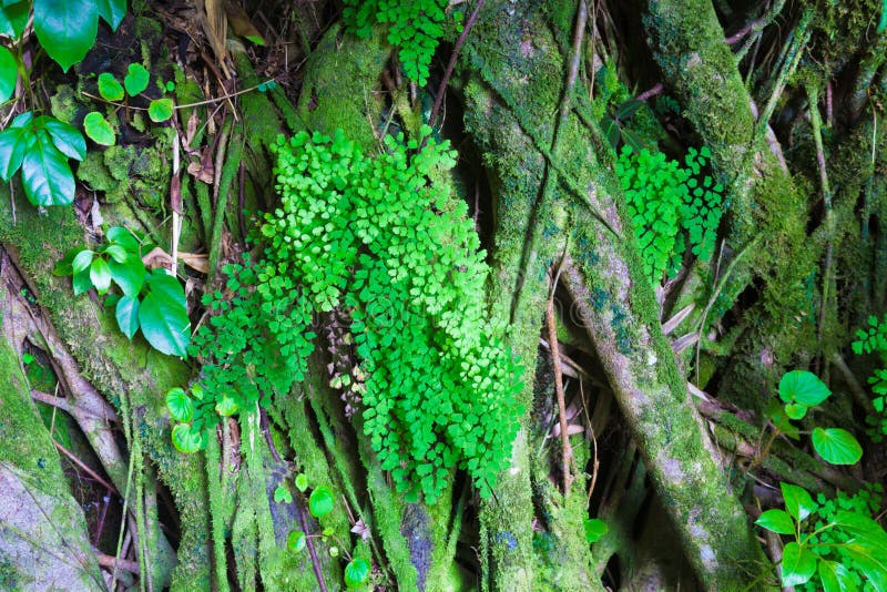 Fragment of a tree stock photo. Image of leaves, exotic - 53667036