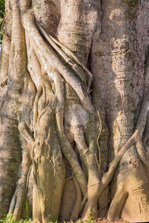 A fragment of a tree trunk stock photo. Image of texture - 51616572
