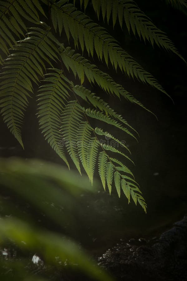 Tropic macro stock image. Image of flower, adventure - 270061719