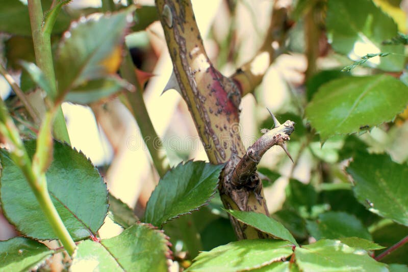 Fragment of a Wild Rose Branch with Leaves and Spines Stock Photo ...