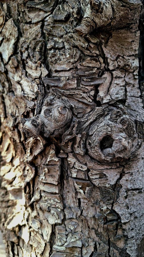 The Fragmented and Cracked Texture of a Tree Trunk with Bumps on it ...