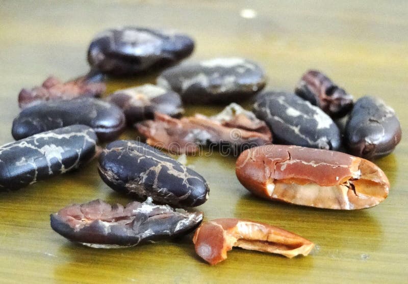 Fragmented and Roasted Cocoa Beans Stock Image - Image of sustainable ...