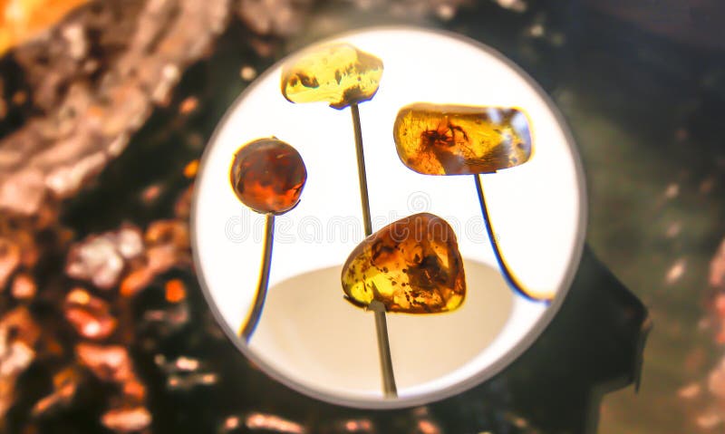 Fragments of Amber Close-up. Natural Amber with Pieces of Antiquities ...