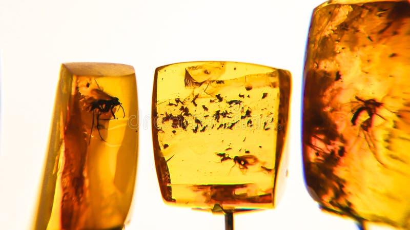 Fragments of Amber Close-up. Natural Amber with Pieces of Antiquities ...