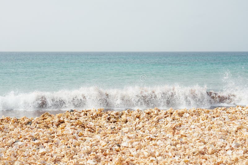 Fragments of Broken Shells with a Blurred Ocean with Waves in the ...